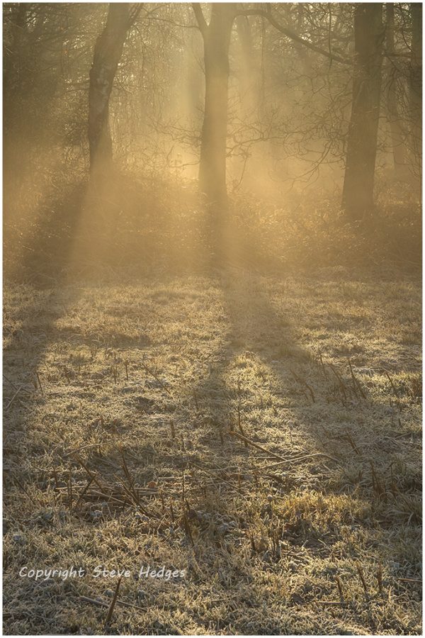 Woodland Photography Workshop - Steve Hedges Photography
