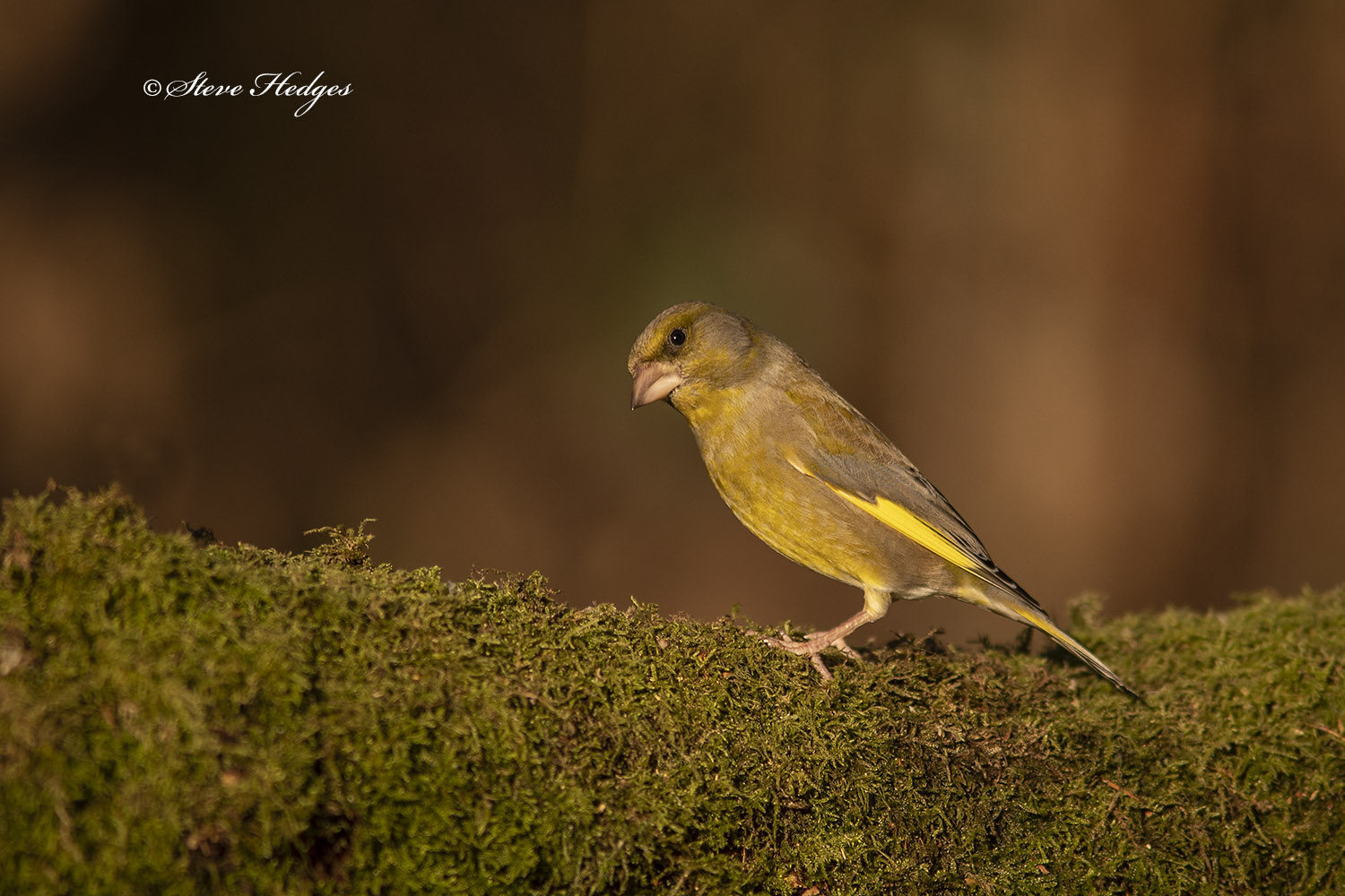 Sussex Woodland Bird Photography Course - Steve Hedges Photography